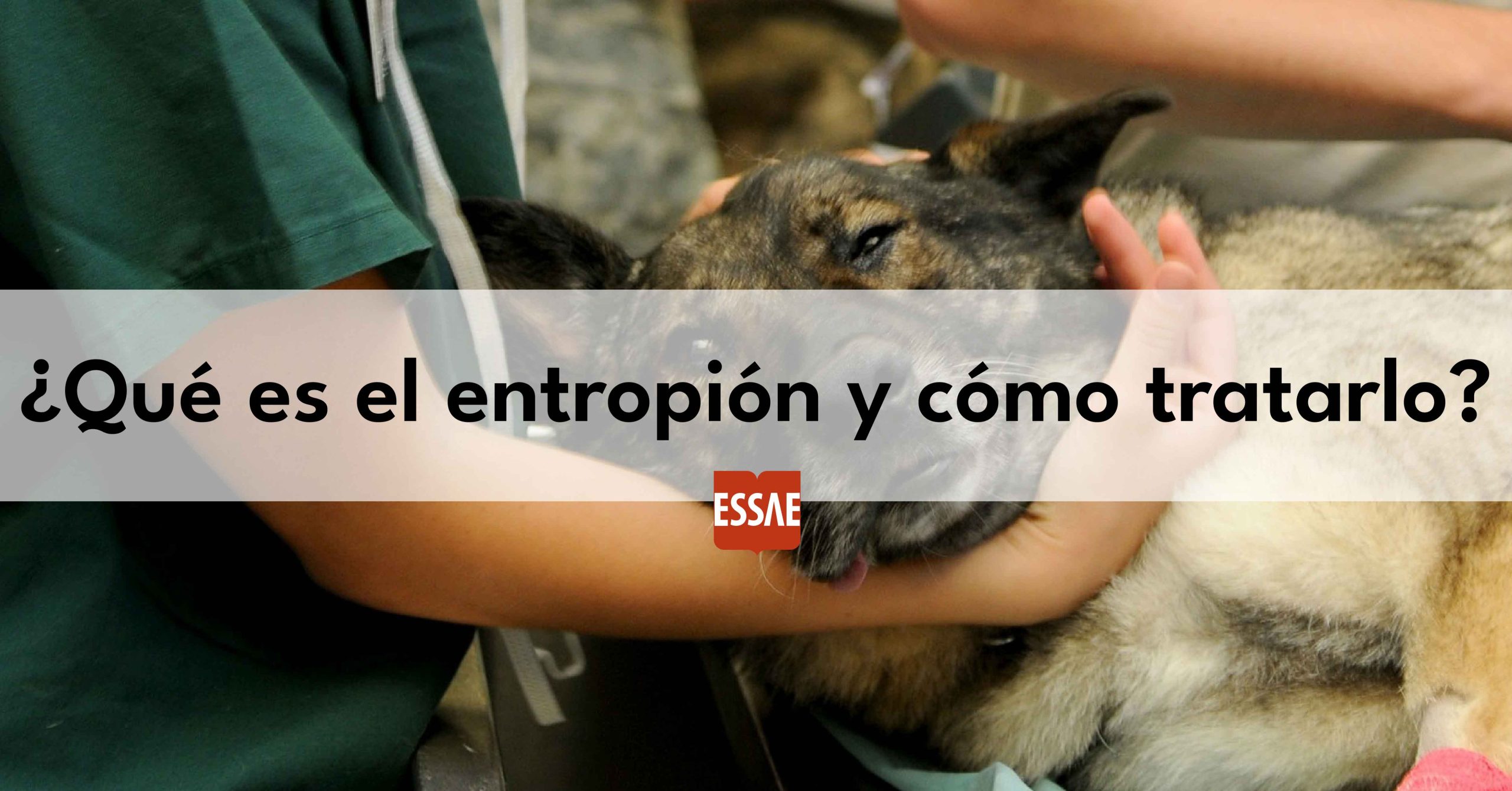 Entropión en perros ️ ¿Qué es y cómo tratarlo? [Guía 2025]