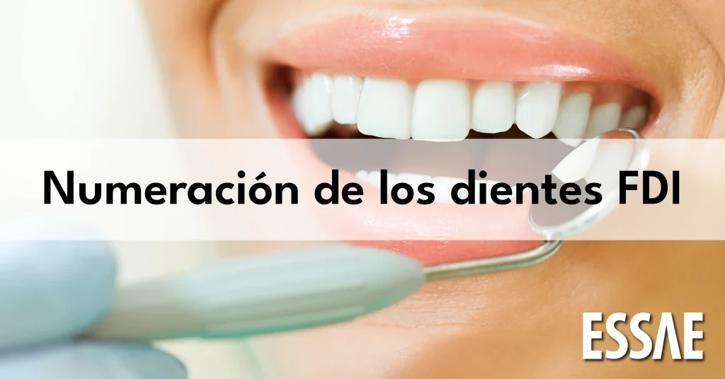 Numeración de los Dientes: Guía fácil del sistema FDI [2025]