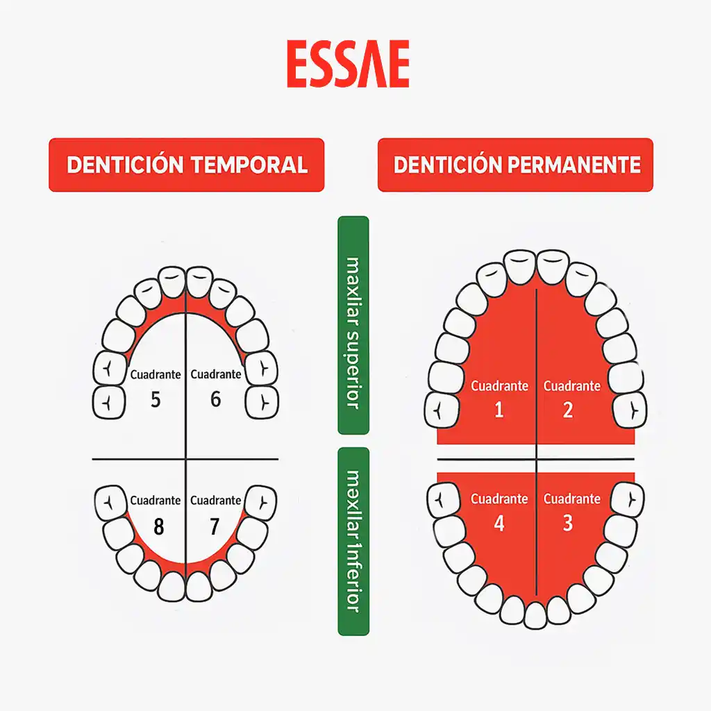Numeración de los Dientes: Guía fácil del sistema FDI [2025]